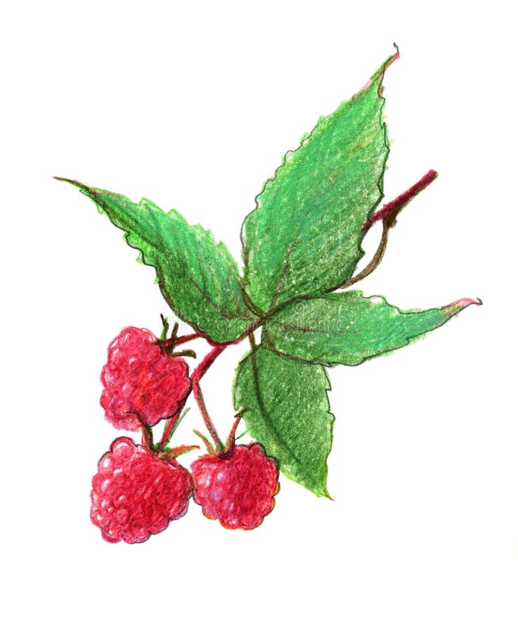 Image of Berries of a Red Raspberry. Drawing with Colored Pencils ...