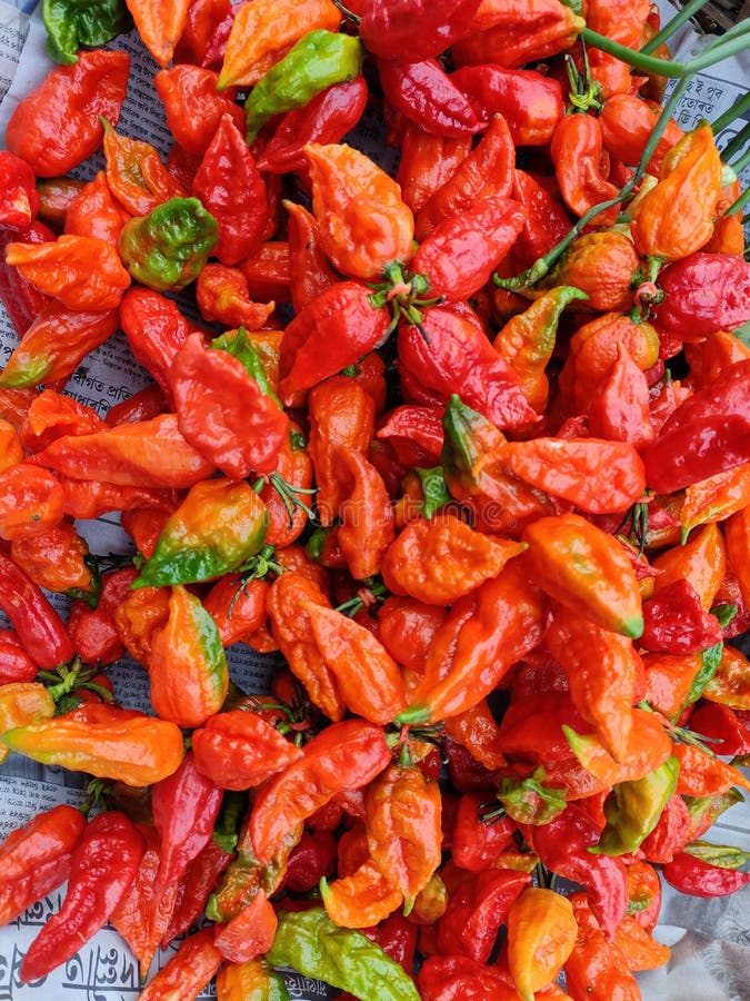 Image of Bhoot Jolokia Also Known As Ghost Jolokia Peppers P Editorial ...