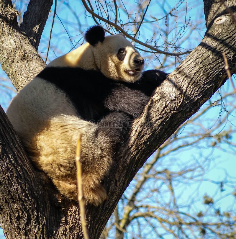 Big Black and White Panda Bear Sitting on a Tree Stock Photo - Image of ...
