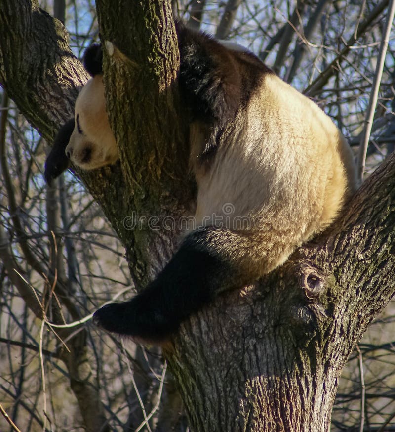 Big Black and White Panda Bear Sitting on a Tree Stock Photo - Image of ...