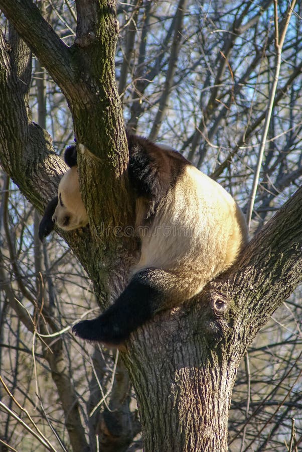 Big Black and White Panda Bear Sitting on a Tree Stock Image - Image of ...