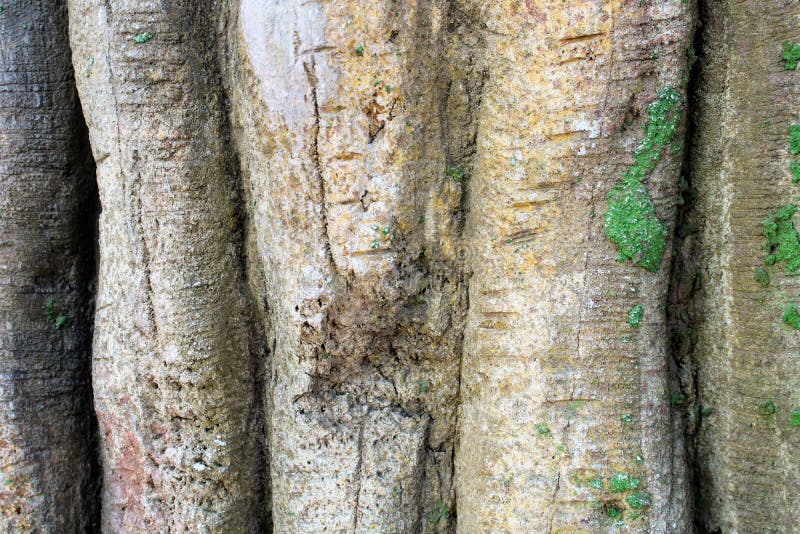 Colossal Tree Trunks Stock Photos - Free & Royalty-Free Stock Photos ...