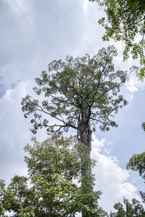 Big Rainforest Tree Standing at the Park Stock Photo - Image of tall ...
