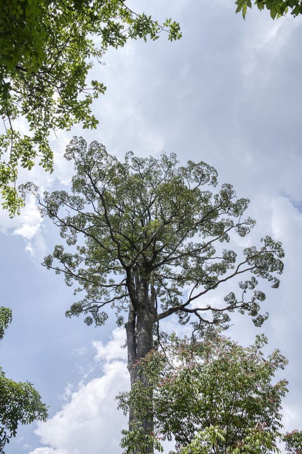Big Rainforest Tree Standing at the Park Stock Image - Image of ...