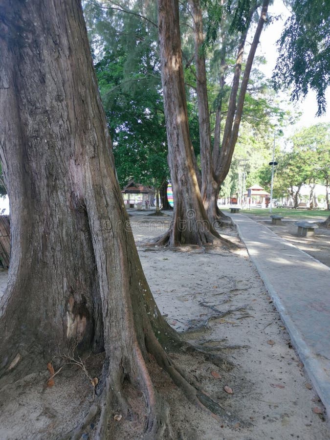 Big Rainforest Tree Trunk Around the Seaside Park. Stock Photo - Image ...