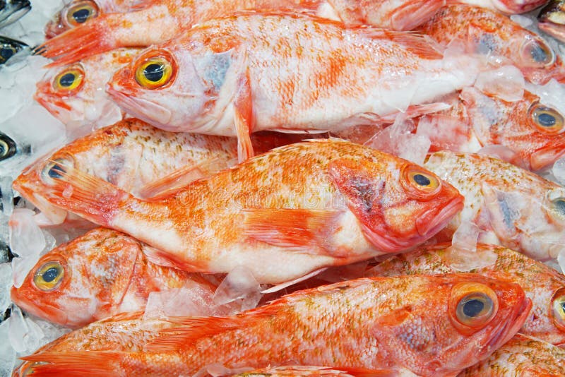 Ocean perch stock image. Image of healthy, biological - 24055823