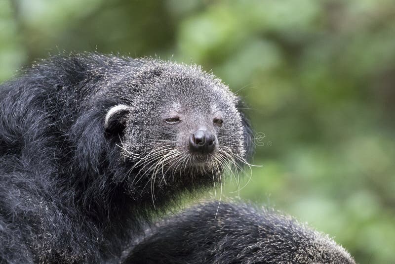 The Portrait Of Binturong (young Binturong) Stock Photo - Image of wood ...