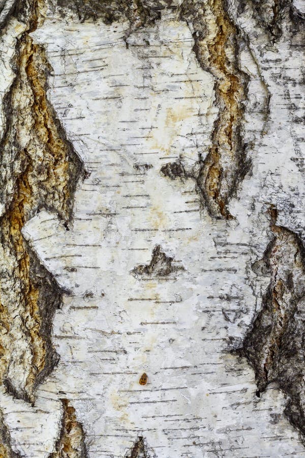 Birch Tree Bark Texture Close Up Stock Photo - Image of blank, barn ...