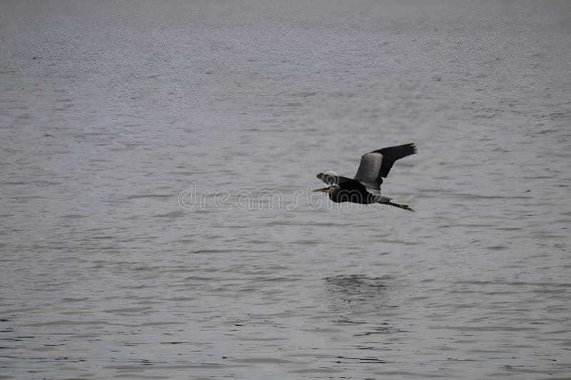 An Image of a Bird in the Air with Its Wings Open Stock Photo - Image ...