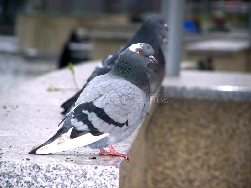 Dog and bird on the bridge stock image. Image of amazon - 35507069