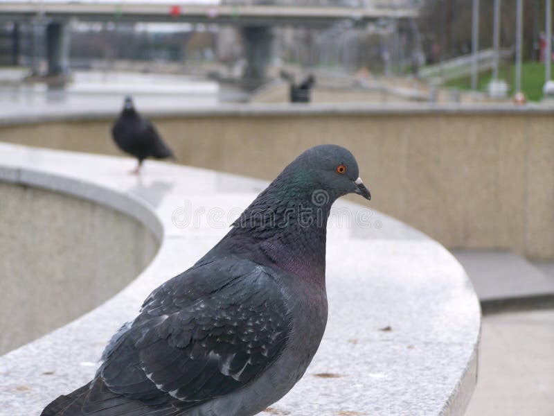 Dog and bird on the bridge stock image. Image of amazon - 35507069