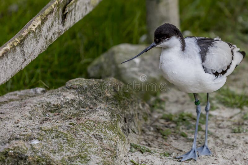 Black bird with long beak stock image. Image of farm - 32396801