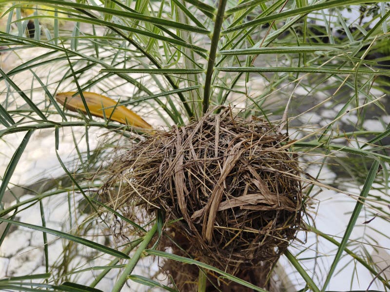 An Image of Bird& X27;s Nest in the Middle of the Palm Trees Stock ...