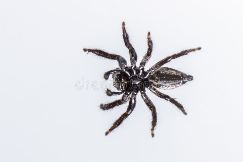 Image of Biting Jumping Spider Opisthoncus Mordax on White Background ...