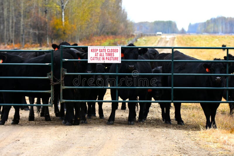 Beef Cattle Background stock photo. Image of trees, brown - 128655806