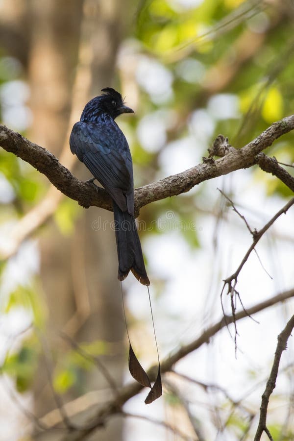 Image of Black Bird Racket-tailed Drongo on the Branch on Natu Stock ...