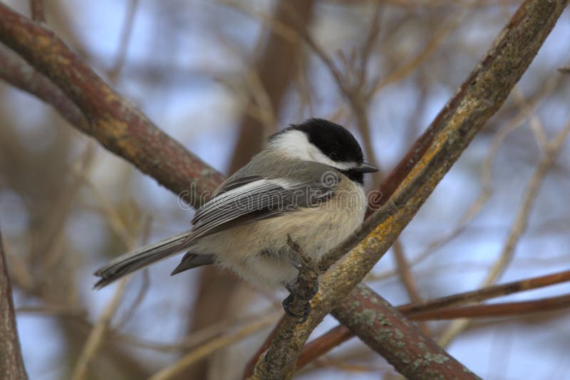 An Image of a Black-capped Chickadee Perched on a Tree. Stock Photo ...