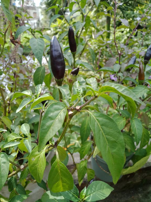 Image of Black Chilli. Image Shoot Date is 28th of October, 23, at ...