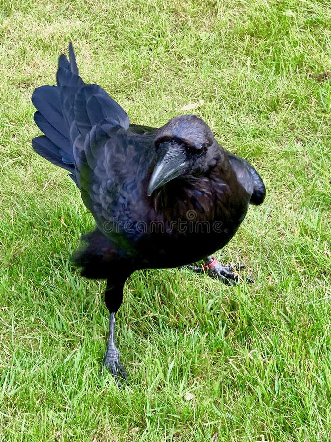 A close up of a crow stock photo. Image of portrait - 237447482