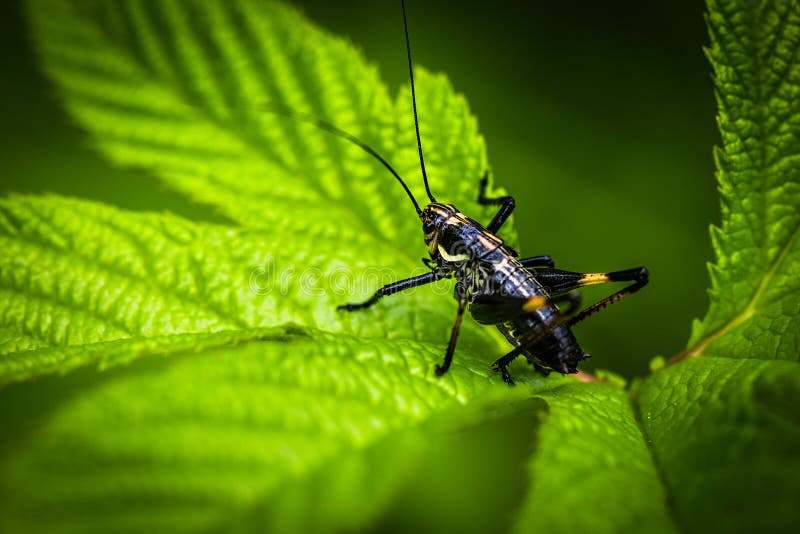 Grasshopper in fall garden stock image. Image of green - 77590055