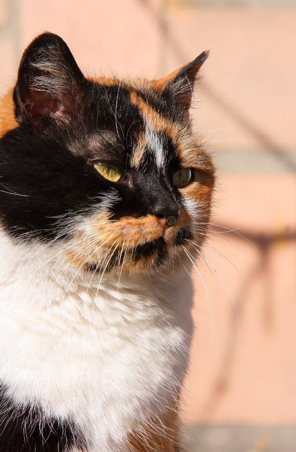 Cat portrait stock image. Image of furry, adorable, breed - 30212305