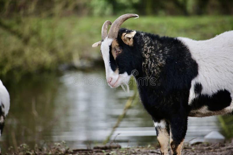 Black and white pygmy goat stock image. Image of mammals - 304538125 Black and white pygmy goat stock image. Image of mammals - 304538125