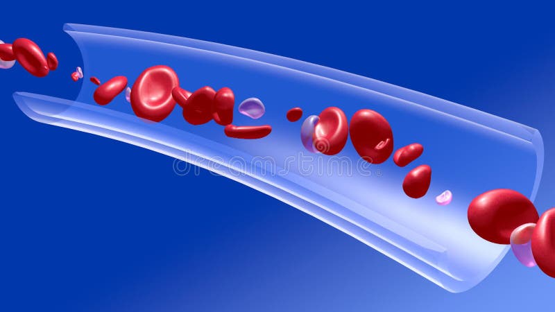 Anatomical 3d Animation of Blood Circulation in a Healthy Vein. Stock ...