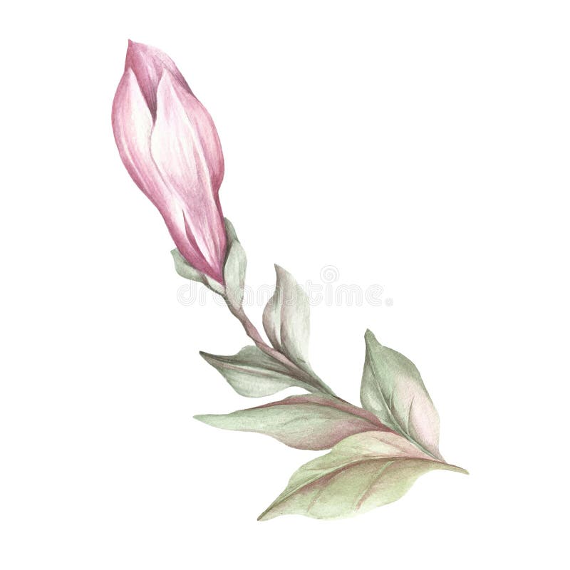 Image of Blooming Magnolia Branch. Watercolor Illustration. Stock ...