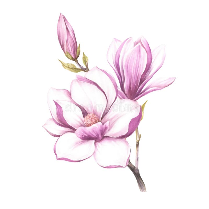 Image of Blooming Magnolia Branch. Watercolor Illustration. Stock ...