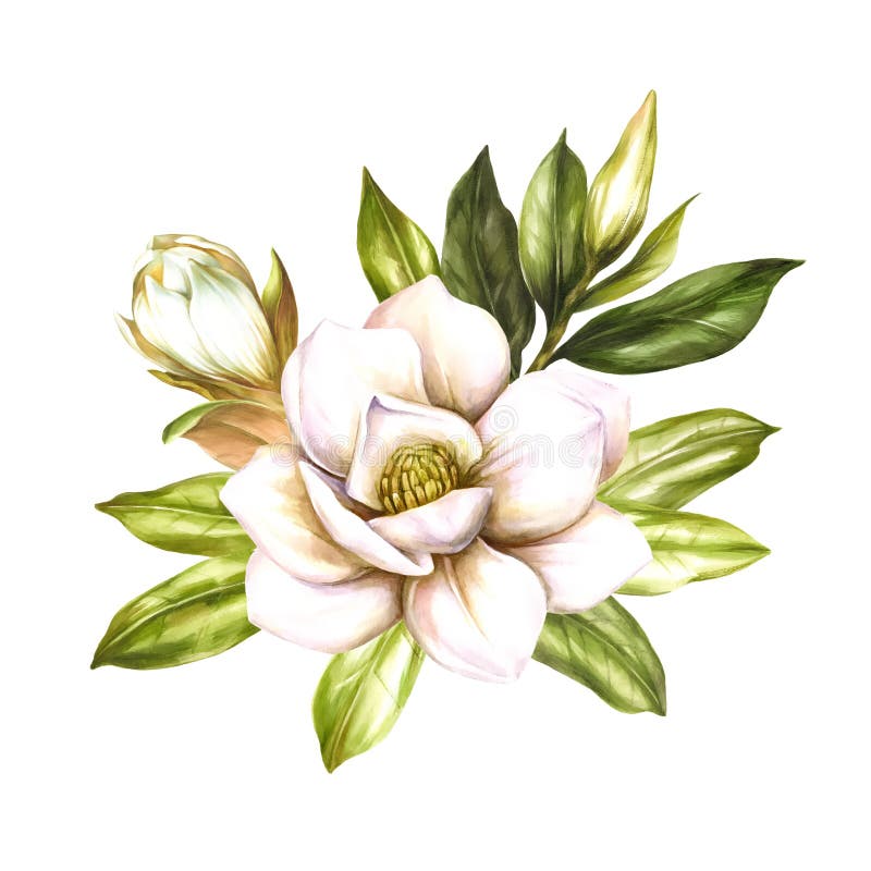 Image of Blooming Magnolia Branch. Watercolor Illustration. Stock ...
