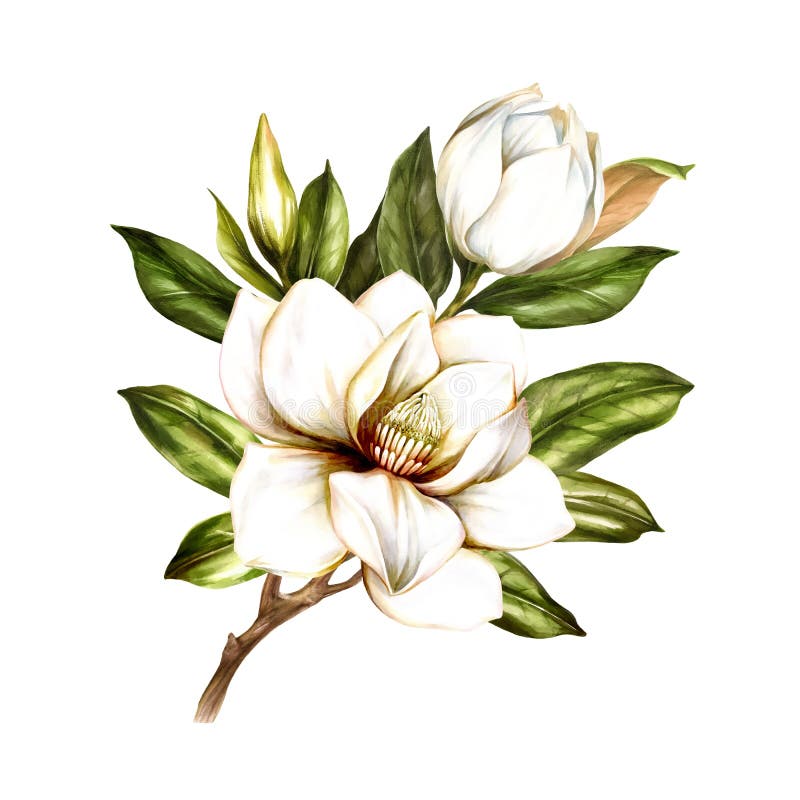 Image of Blooming Magnolia Branch. Watercolor Illustration. Stock ...