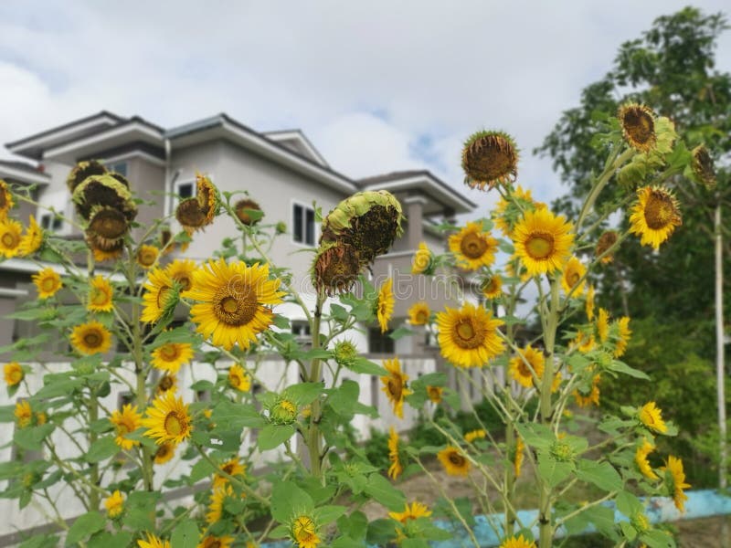 Blossoming Sunflower Plant by the Street of Building. Stock Photo ...