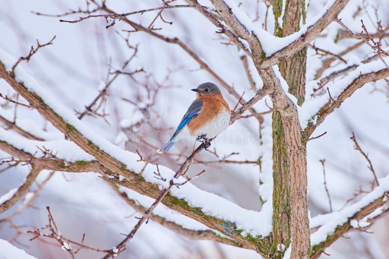 Bluebird Resting on Branch of Tree Covered in Snow Stock Photo - Image ...