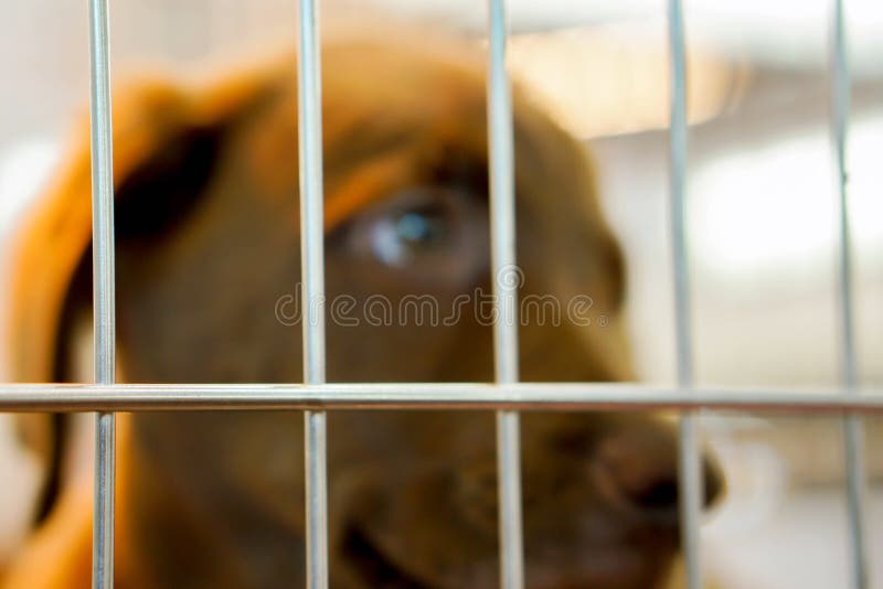 Image of Blurred Dog with Eyes Looking Sad in the Steel Cage Stock ...