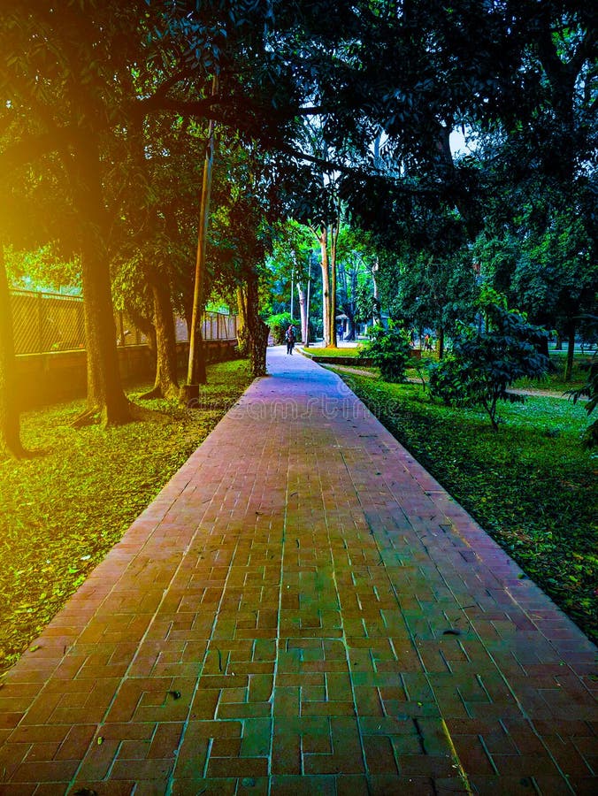 Board walk stock photo. Image of board, walk, trees - 136091118