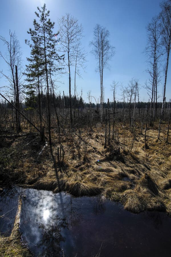 Image of a bog stock image. Image of wildlife, taiga - 146288095