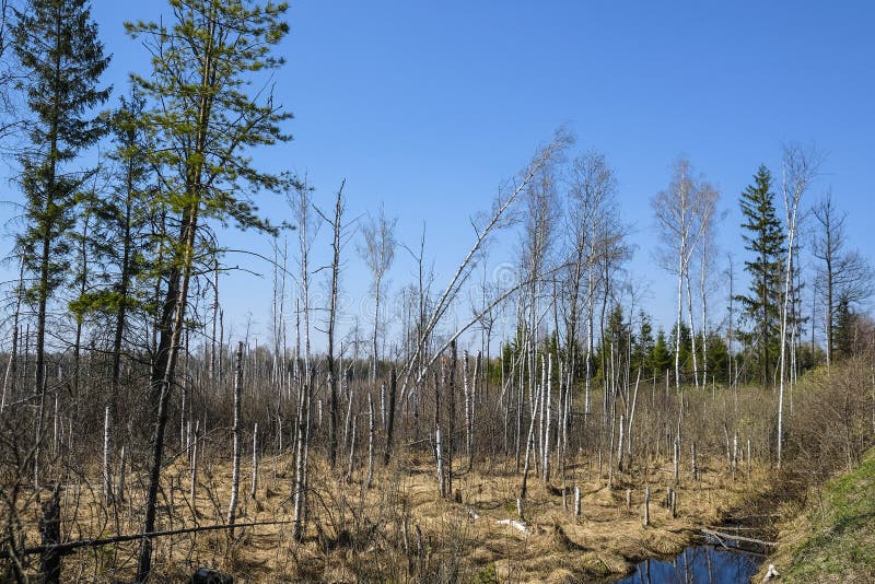 Image of a bog stock image. Image of morass, plant, wild - 146288127