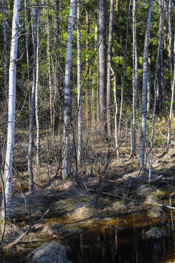 Image of a bog stock photo. Image of tranquil, holding - 146288220