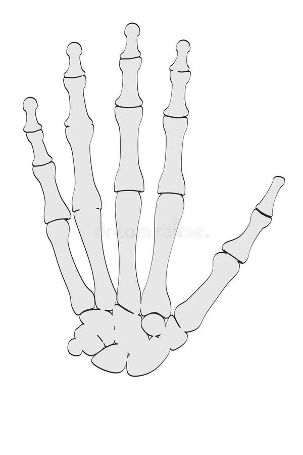 Bone Handdraw Stock Illustrations – 25 Bone Handdraw Stock ...