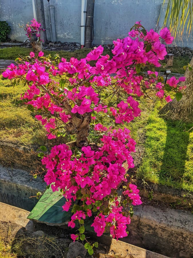 Image of Bougainvillea Flowers in a Yard Stock Image - Image of yard, flowers: 327265641
