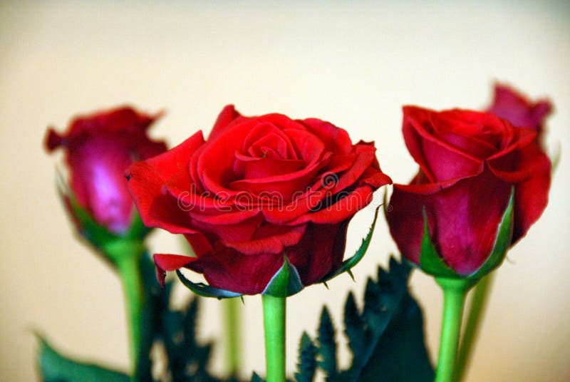 Corsage of Freshly Cut Red Roses from the Rose Bush Stock Photo - Image ...