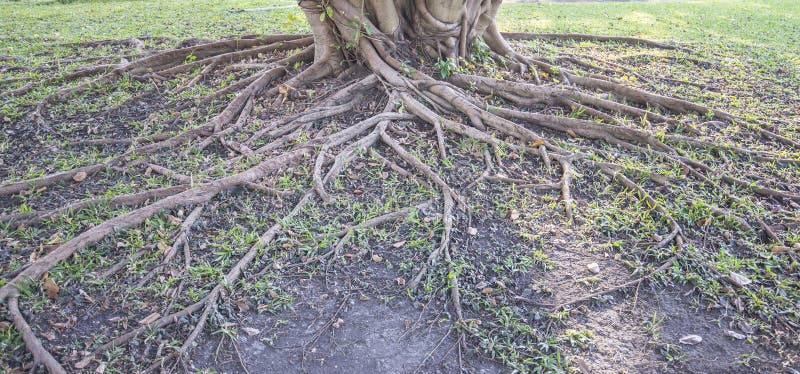 An Image of a Branch of a Large Tree Root on the Ground Stock Photo ...