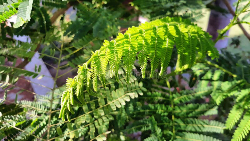 A Picture of the Branch in Garden Stock Image - Image of fern, garden ...