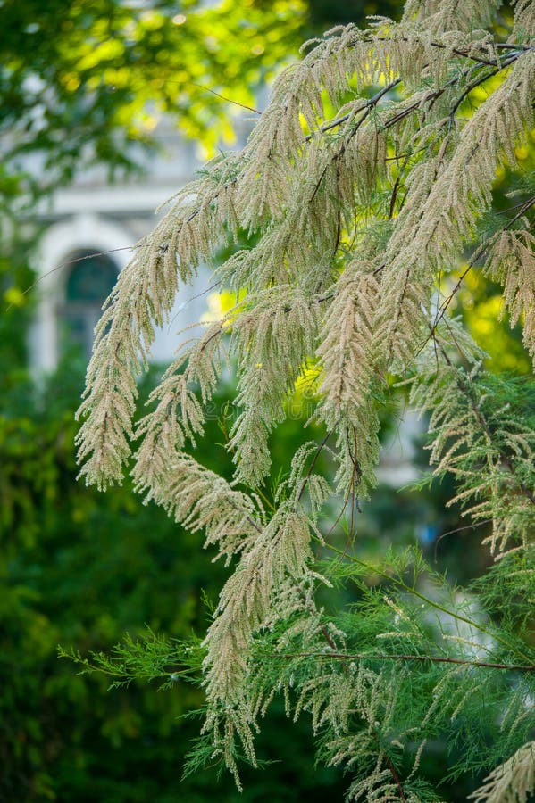 The Image of Branches of a Coniferous Tree with Long Green Leaves Close ...