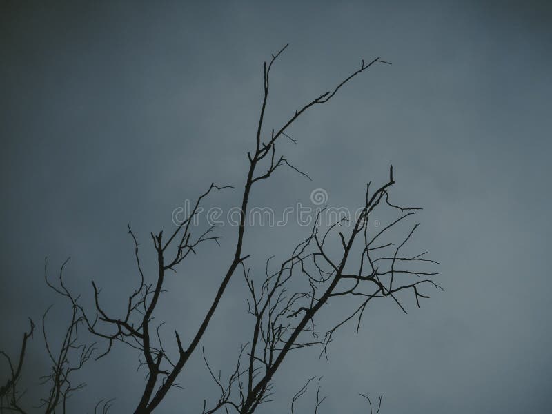 An Image of Branches of a Tree without Any Leaves Stock Photo - Image ...
