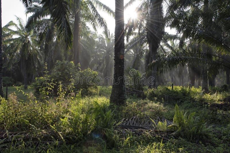 Bright Landscape of Sunlight Beaming into the Palm Oil Plantation ...
