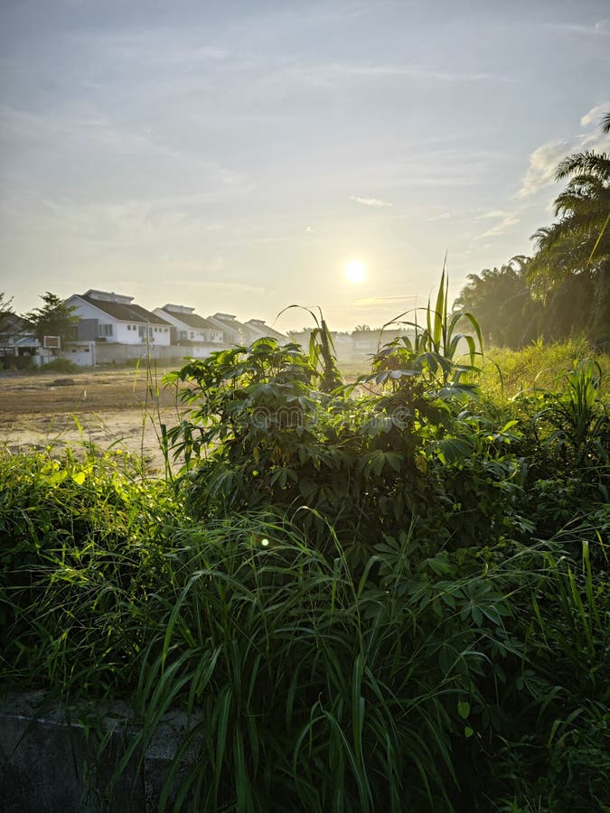 Bright Sunlight Beaming Towards the Rural Roadside Overgrowth Bushes ...