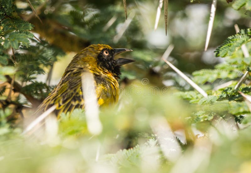 Bright Yellow Weaver on Branch in Masai Mara, Kenya Stock Photo - Image ...
