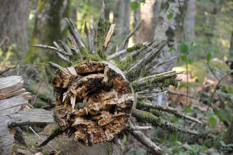 An Image of a Broken Branch of a Tree in the Forest. Broken Tree Trunk ...