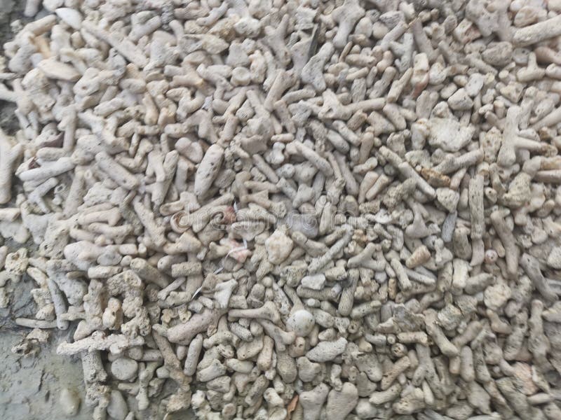 Broken Pieces of Coral Skeleton and Shell. Stock Image - Image of ...
